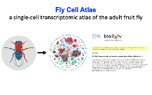 Publication – Hongjie Li Lab