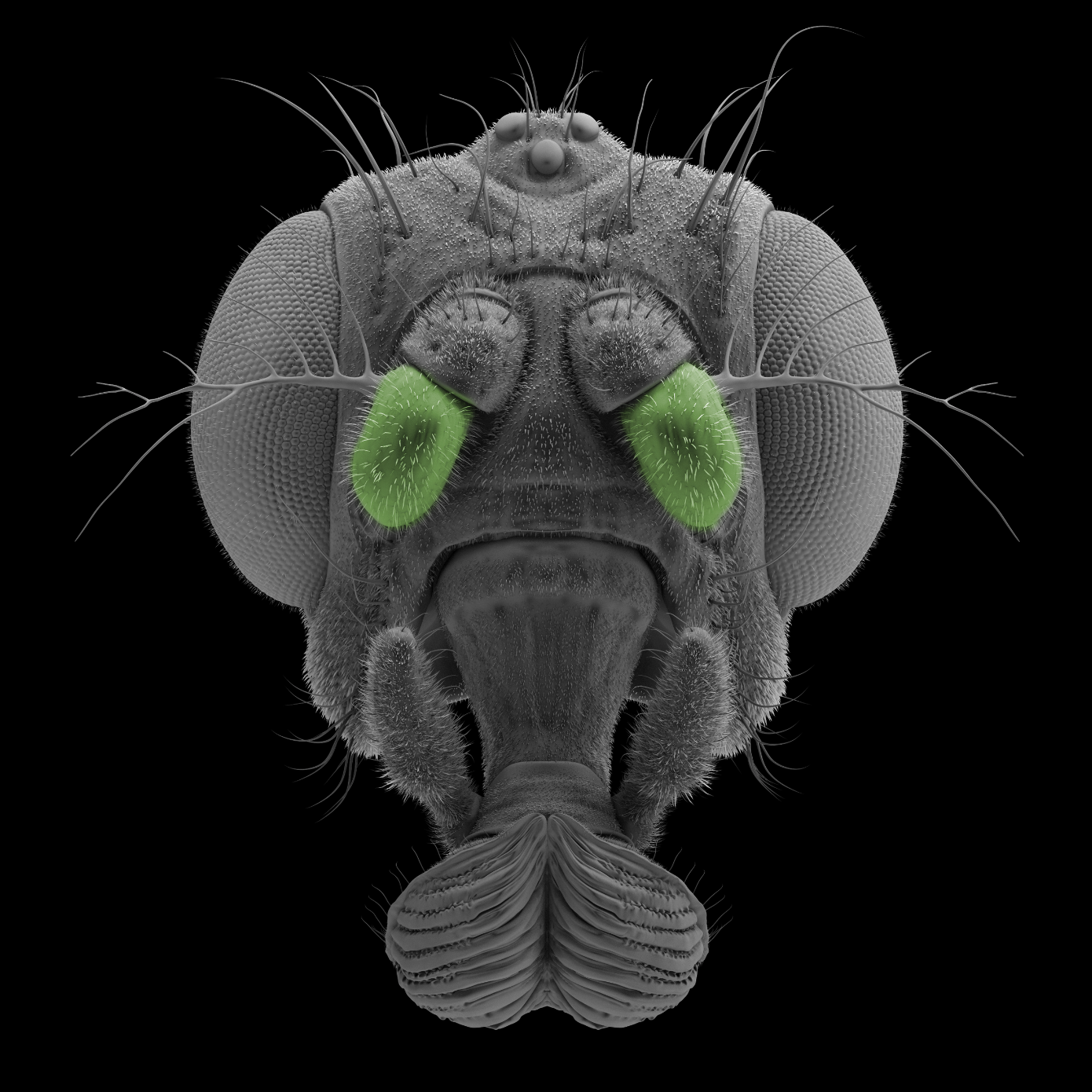 Resources – Hongjie Li Lab